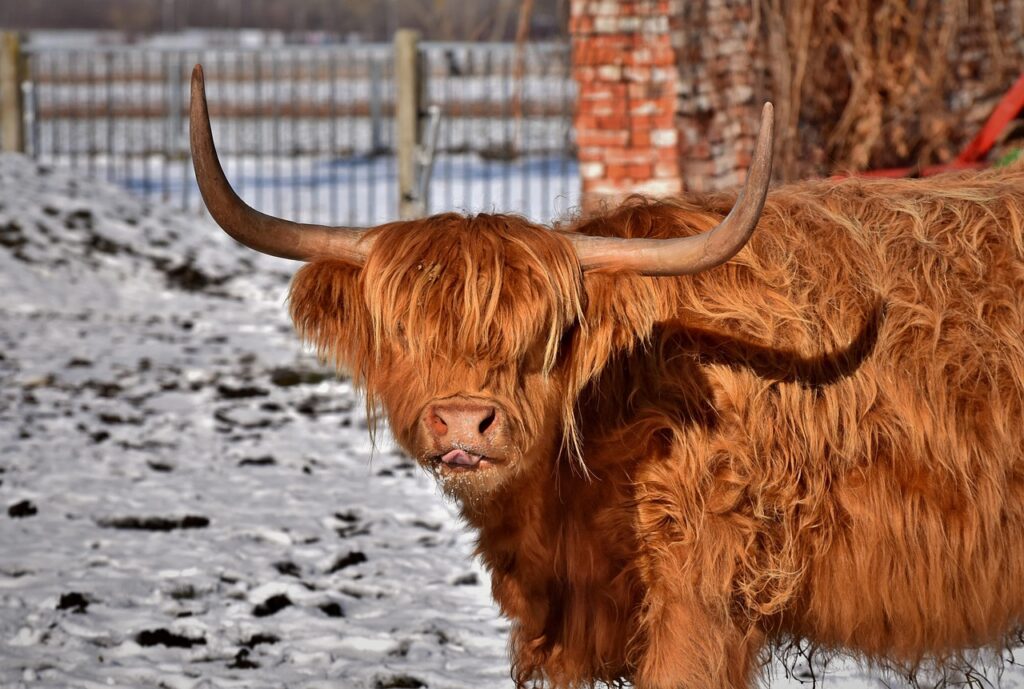 Can Highland Cows See Through Their Hair? (Fringe & Vision) - Highland ...